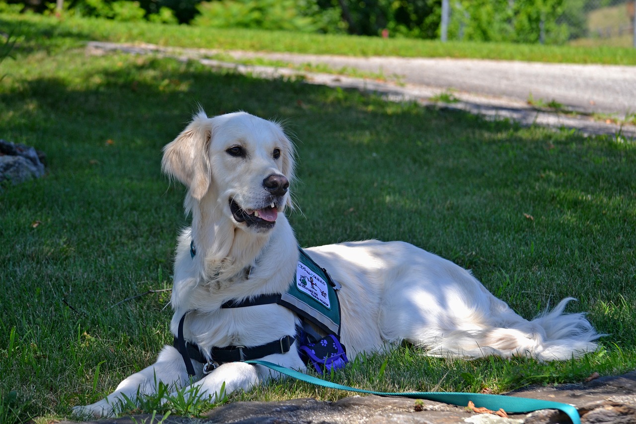 Veterans With PTSD Could Get The VA To Pay For Service Dogs Under New Law