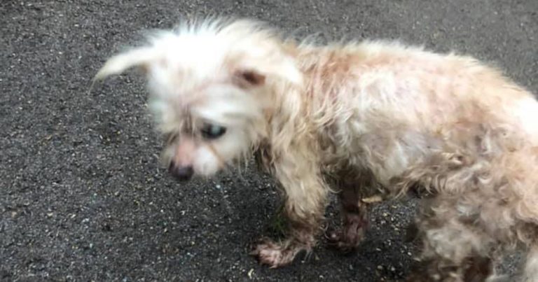 Family Reunites with Long Lost Dog After Being Missing for Seven Years
