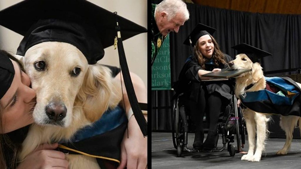 Service Dog Gets His Own Degree After Helping Owner Through Grad School