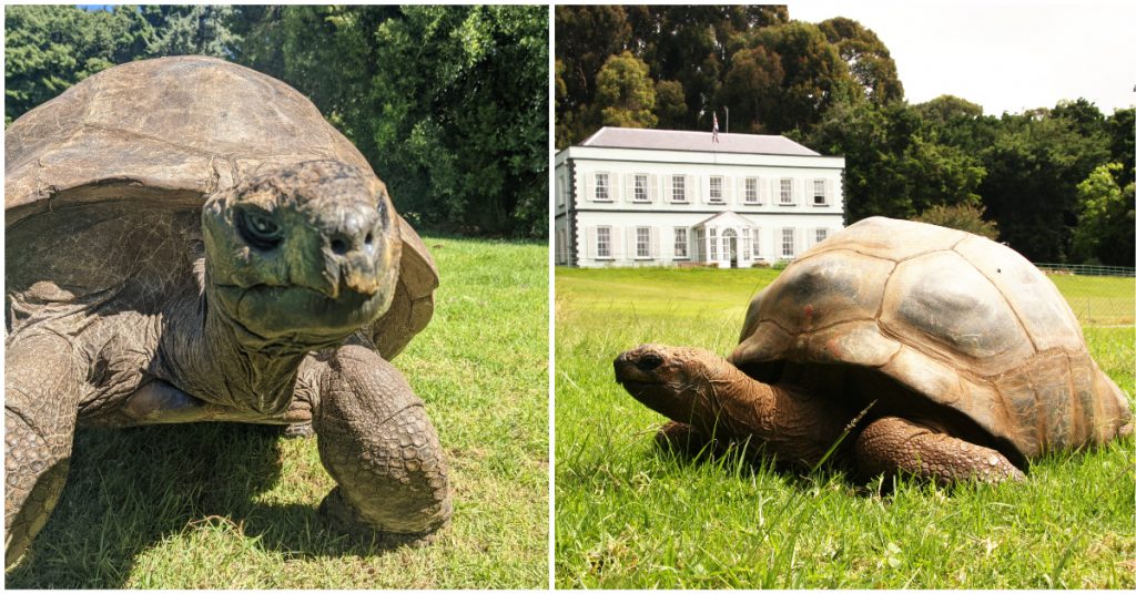 Jonathan the 190-year-old tortoise is officially the oldest tortoise in ...