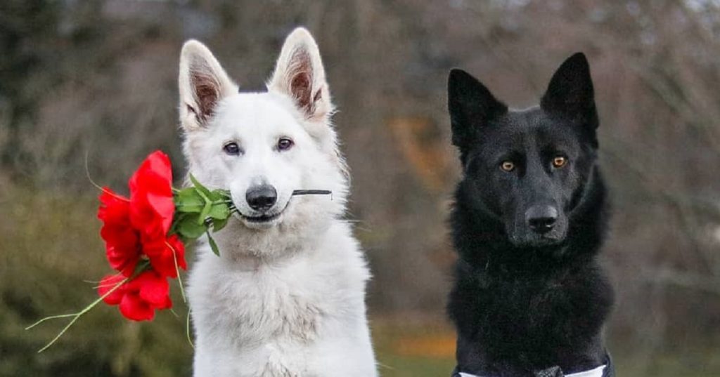These German Shepherds’ love story and their wedding photos will ...