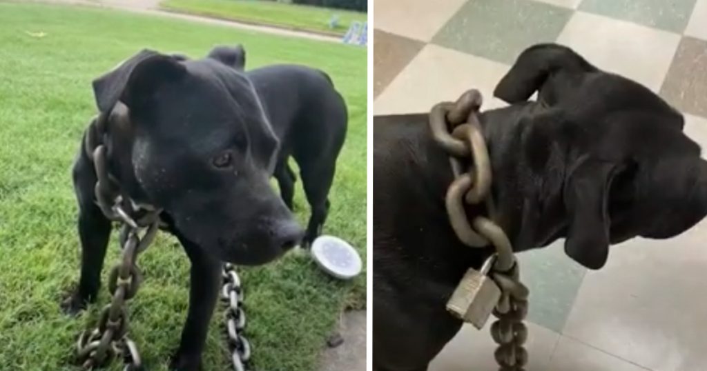 Man Sees A Stray Dog Walking Around With 30-Pound Chain & Padlock On ...