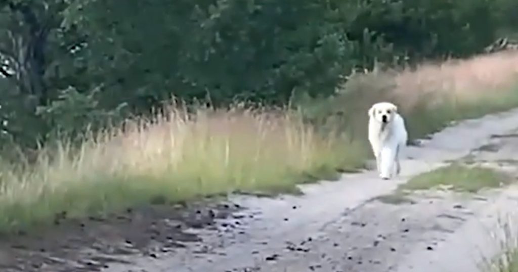 All Hope Was Lost Of Finding Their Pet When Big White Dog Walked Toward ...