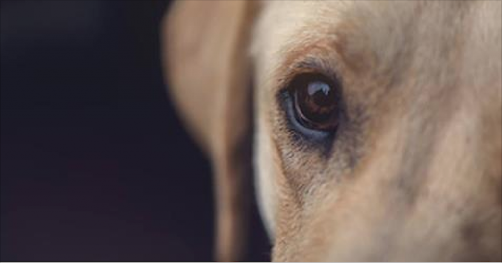 10 Dog Breeds That Are Extra Clingy With Their Owners