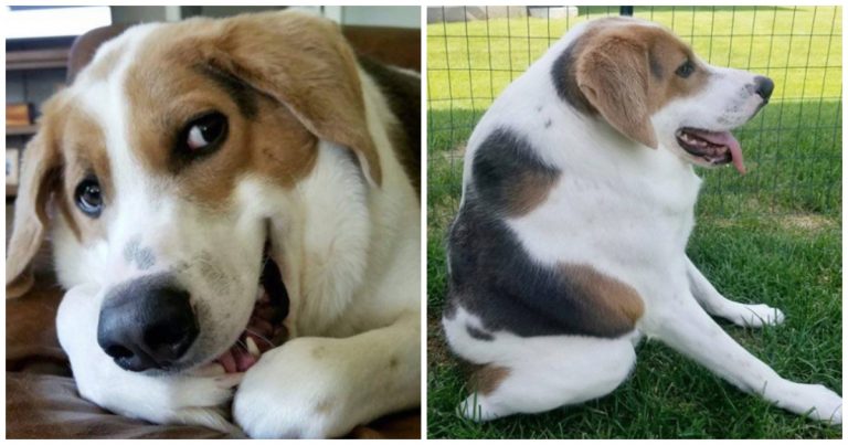 Dog Born With No Neck Still The ‘Happiest Dog Alive’