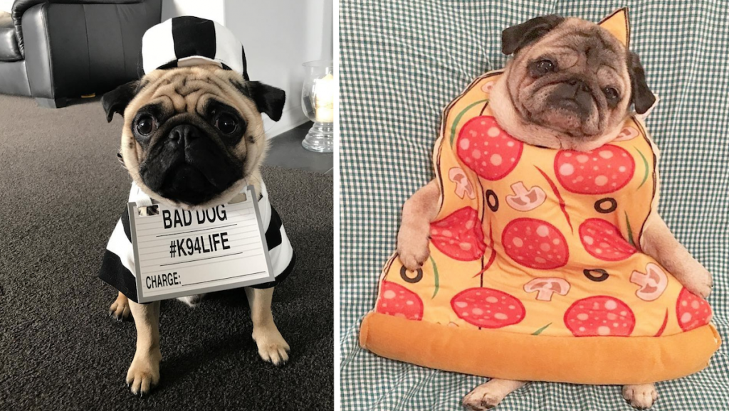 23 Pugs Trying Their Best To Get Into The Halloween Spirit