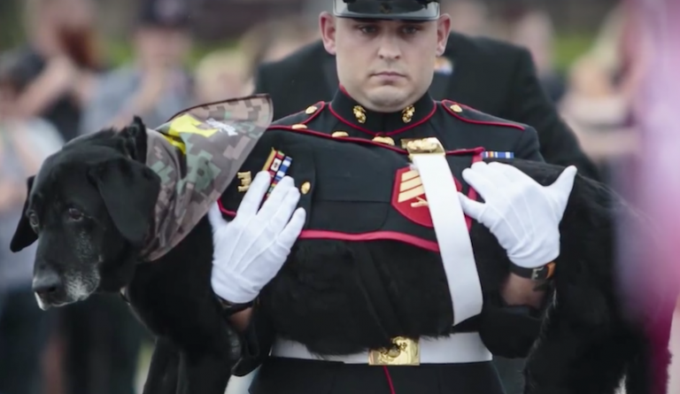 Marine Wanted To Give A Proper Farewell To The Battle Buddy Who Was ...