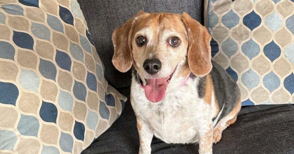 Beagle missing for 8 years found 1,400 miles away, finally reunites ...