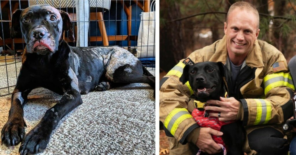 Severely burned dog gets second leash on life with firefighter