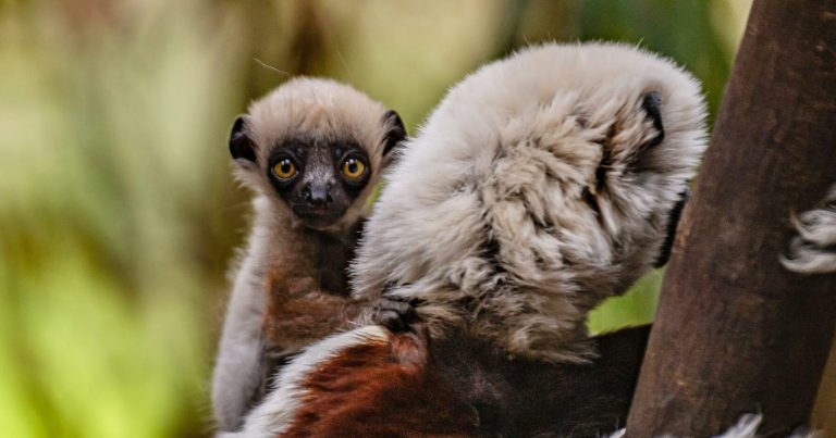 Zoo celebrates birth of critically endangered ‘dancing lemur’, first ...