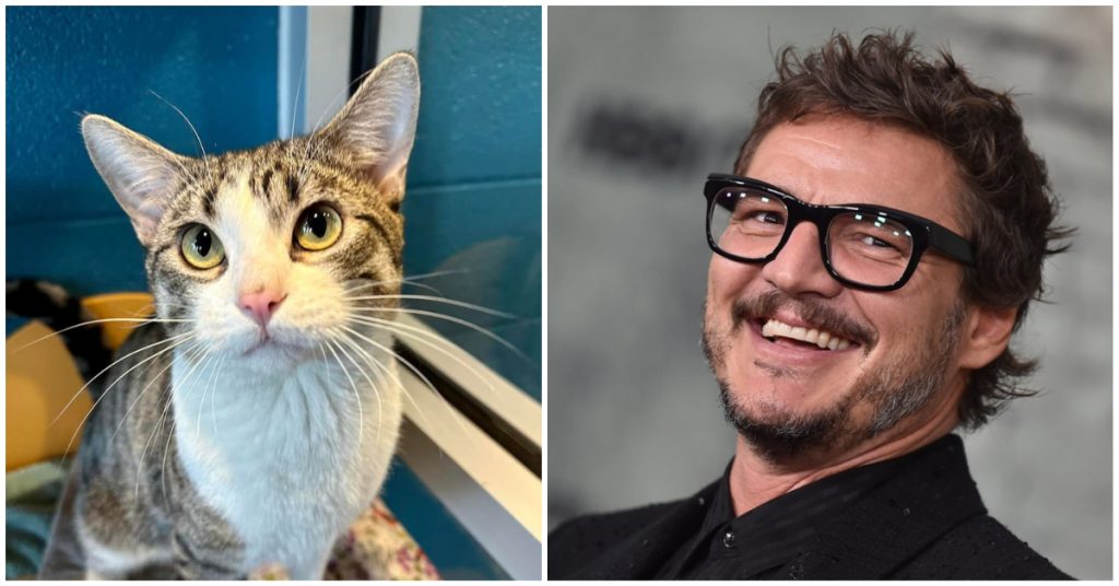 Cat named after Pedro Pascal goes viral, gets adopted in one day