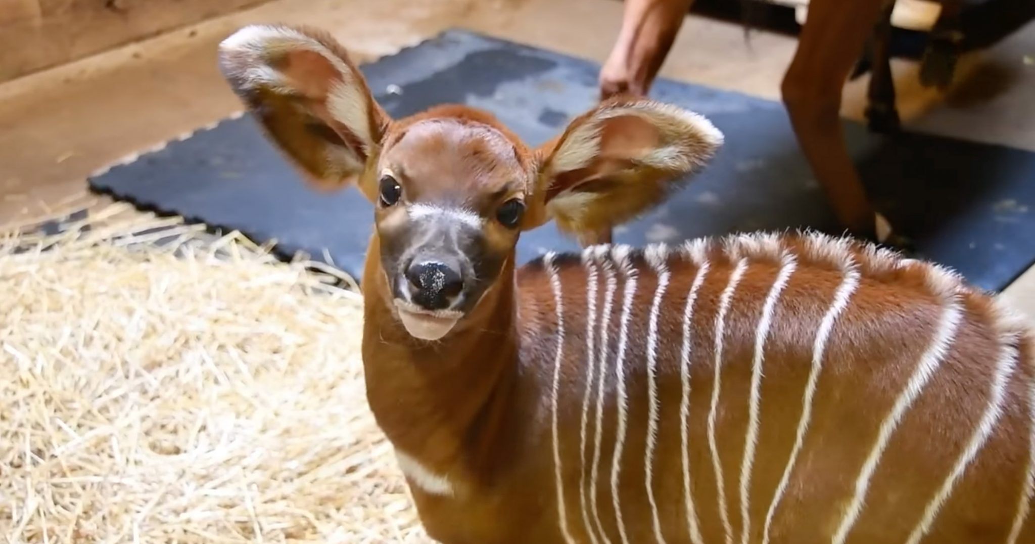 Zoo celebrates birth of newborn eastern bongo, a critically endangered ...