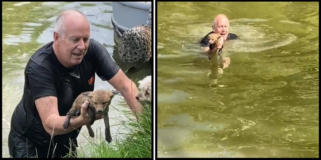Man Jumps Into Canal To Save Fox Cub From Drowning