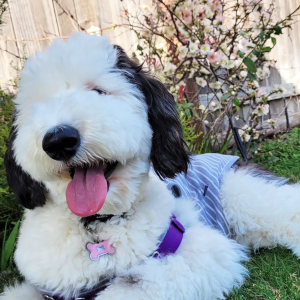 Snoopy in real life: dog named Bayley is the cartoon dog’s identical twin