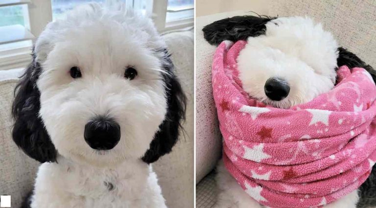 Dog Who Looks Like Snoopy Winning Hearts Across The Globe