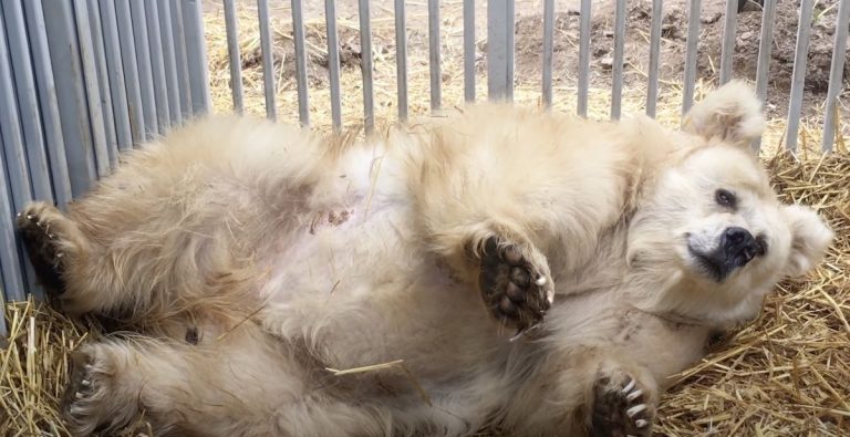 Elderly Circus Bear Loving Her Freedom After Being Locked Up For 20 Years