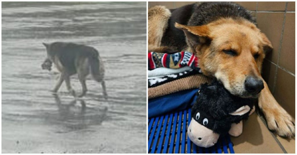 Dog found wandering streets of Detroit with stuffed animal gets rescued