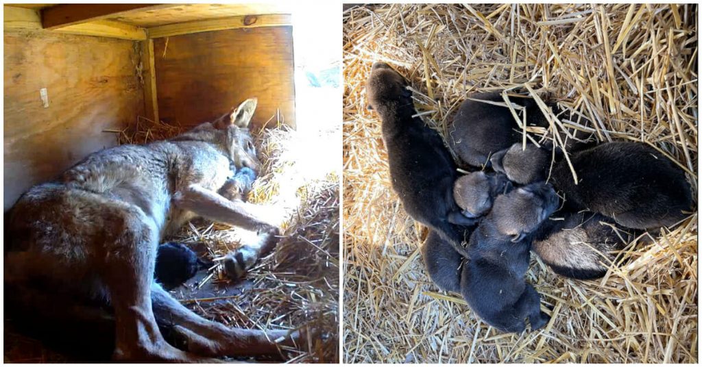 Litter of six critically endangered red wolf cubs born at zoo — welcome ...