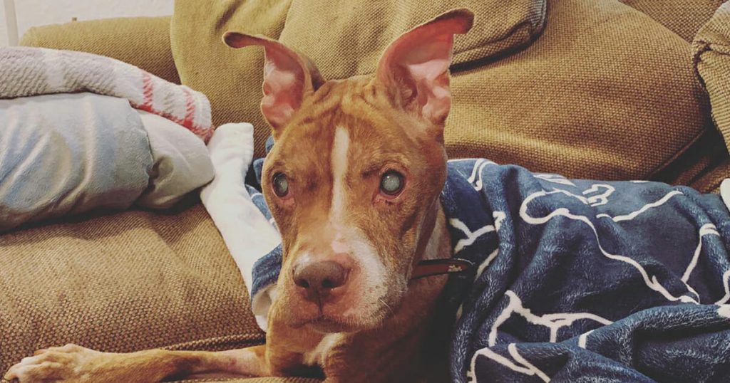 Blind pit bull regain her eyesight and sees her beloved foster parents ...
