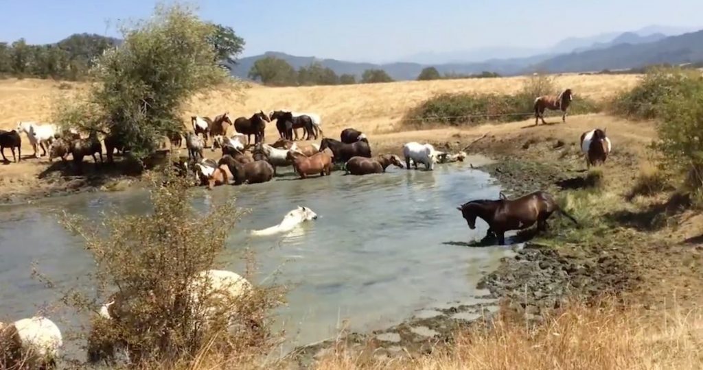 Rescue Horses Have A Pool Party At Beautiful Sanctuary