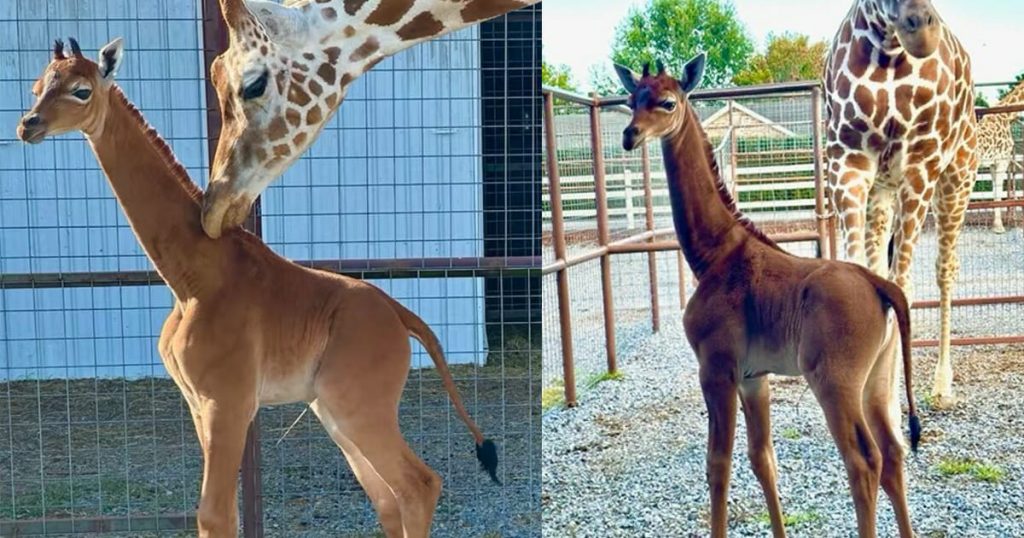 Extremely rare spotless giraffe born at zoo, believed to be the only ...