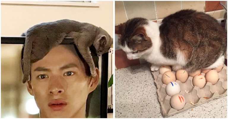 30+ Photos To Prove That Cat Logic Is Simply Beyond Comprehension