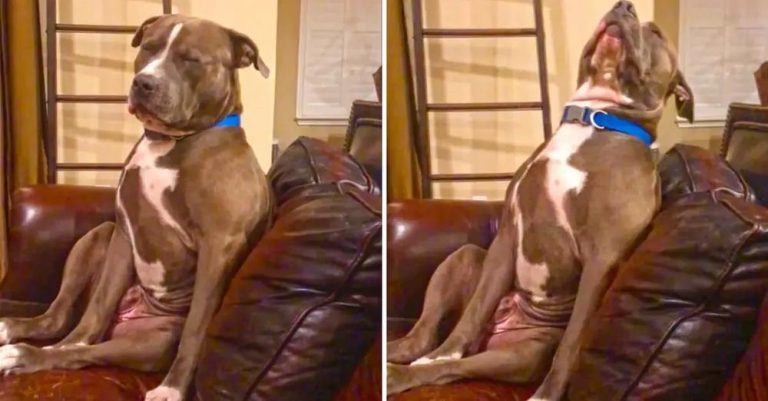 Exhausted Pit Bull Struggles So Hard To Stay Awake - PawBuzz