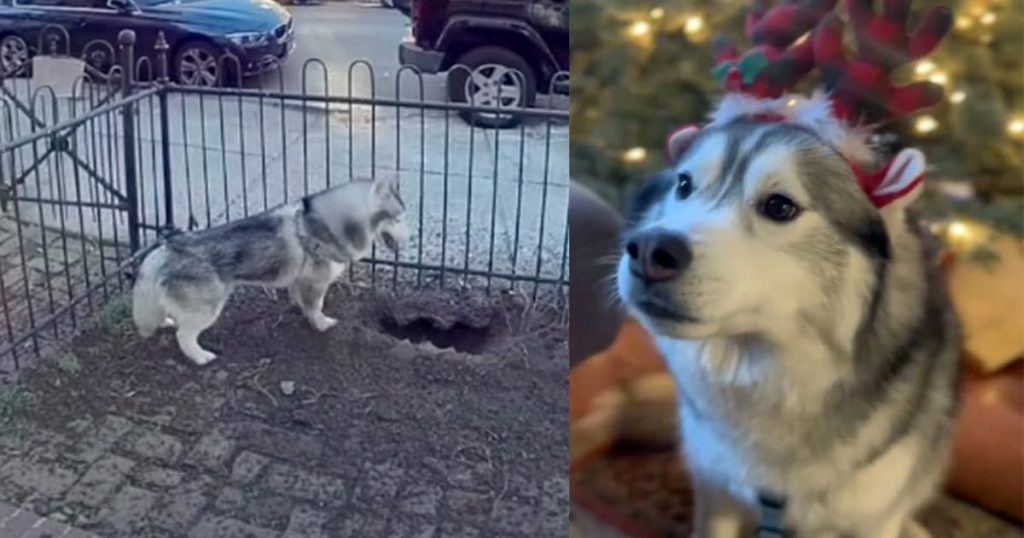 Husky dog kept digging a hole in the yard — owner investigates and ...