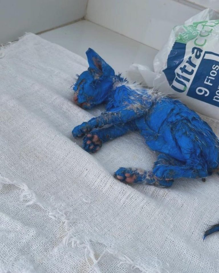 Kitten was dyed with toxic blue paint and left in the rain — rescuers ...