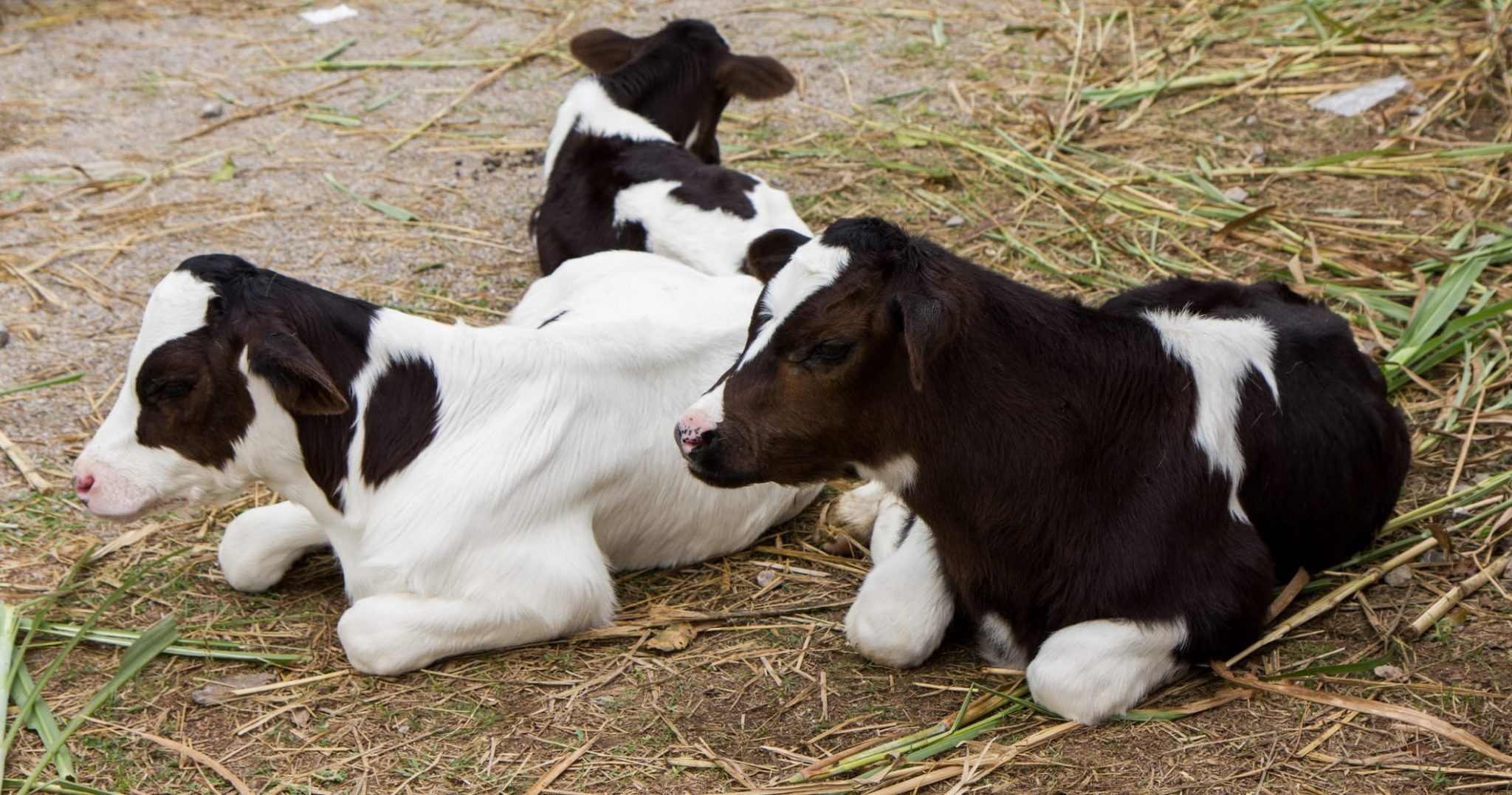 Two brothers, 10 and 13, discover that their cow gave birth to ...