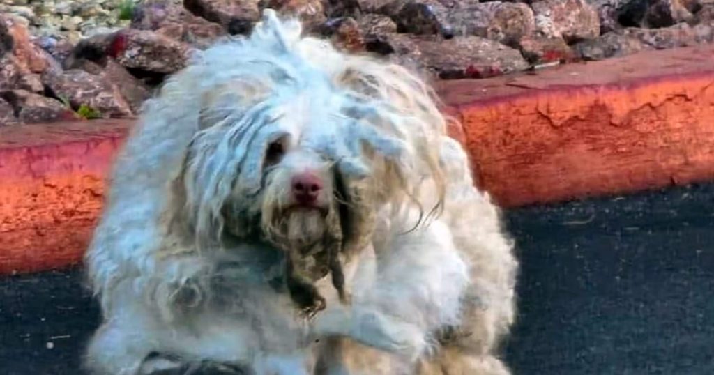 Rescuers take in severely matted stray dog, one of “worst cases” they ...