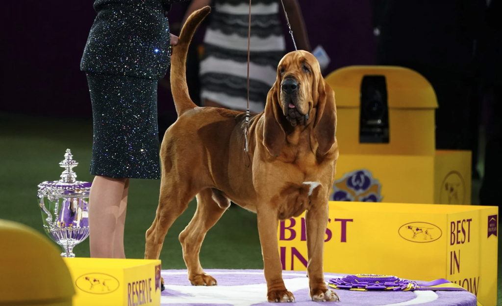 Dog named Trumpet becomes first bloodhound to win best in show at ...