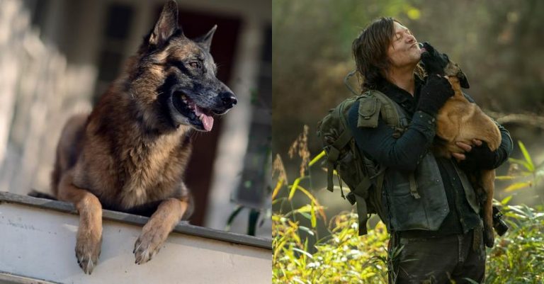 “Walking Dead” Dog actor Seven has died: Norman Reedus pays tribute to ...