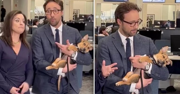 News Anchor’s Sweet Reaction When Puppy Falls Asleep In His Arms Gets ...