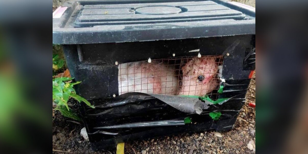Strange-Looking Animal Found Trapped in Box Turns Out to Be a Dog in ...