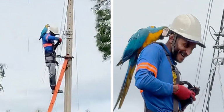 Utility Worker Gets The Sweetest Surprise Snuggle From A Wild Parrot On ...