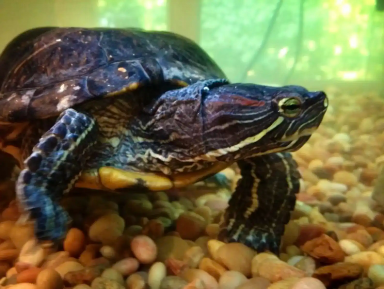 Turtle Freed From Six-Pack Rings Is Still Going Strong — 30 Years Later