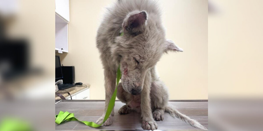 ‘Chupacabra’ Dog Spent Years Hiding Under a Car — Until a Hero Gave Him ...