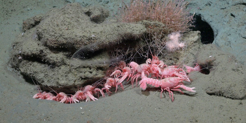 Scientists Discover Rare ‘Barbie-Pink’ Creatures Living Deep Beneath ...