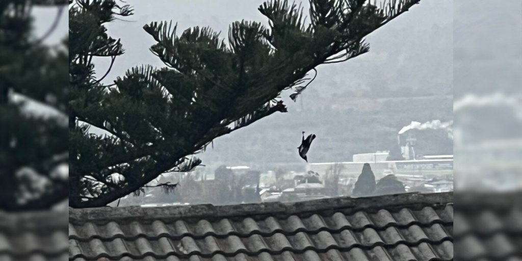 Tiny Magpie Trapped 50 Feet In The Air Finally Gets The Rescue She’d Given Up On