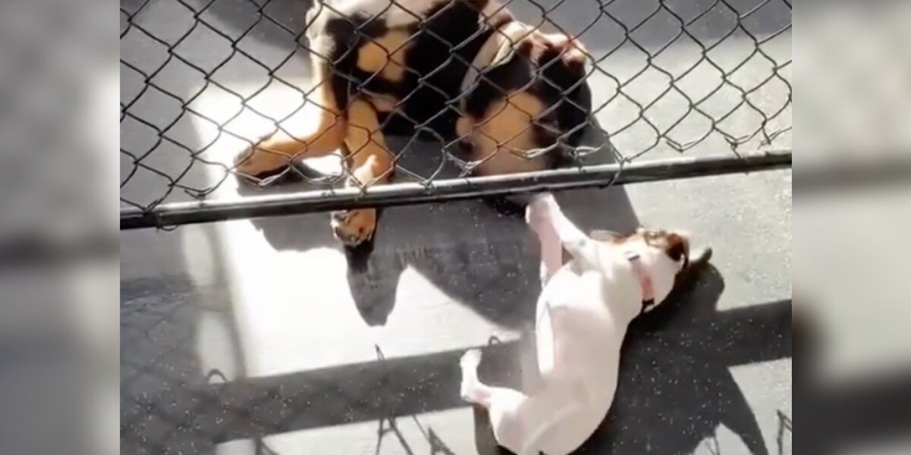 Day Care Says He’s Too Big For The Small Dogs — But He Still Won’t ...