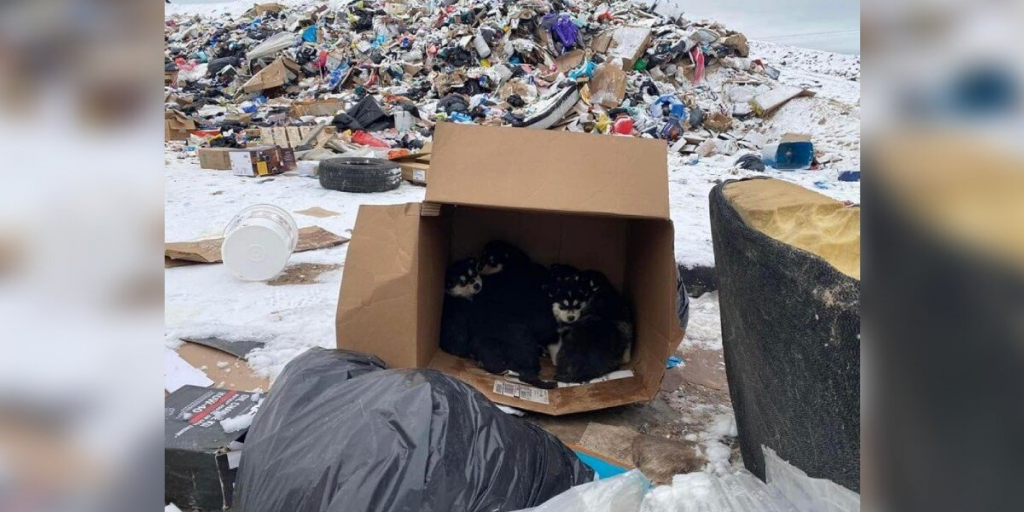 Seven Puppies Left In A Box At A Frozen Dump Are Found Just In Time