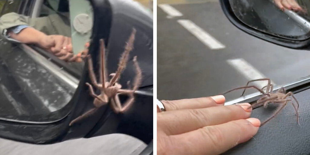 Giant Spider Takes Shelter On Couple’s Car During Rainstorm — And Does ...