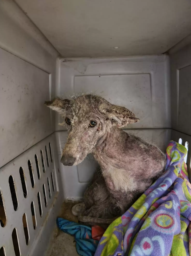 DNA Test Finally Solves Mystery Of Animal Found Shivering Outside Woman ...