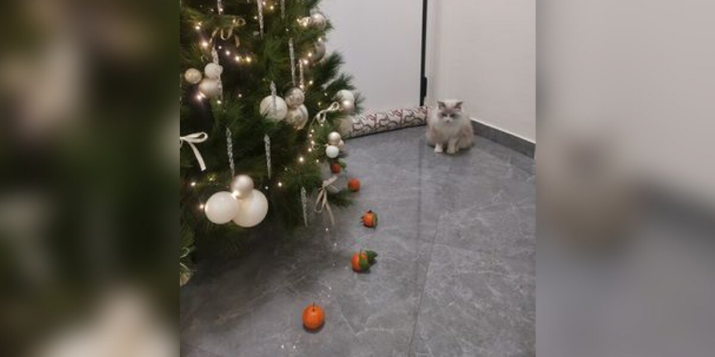 Cat’s One Fear Becomes the Ultimate Weapon Against Christmas Tree Chaos