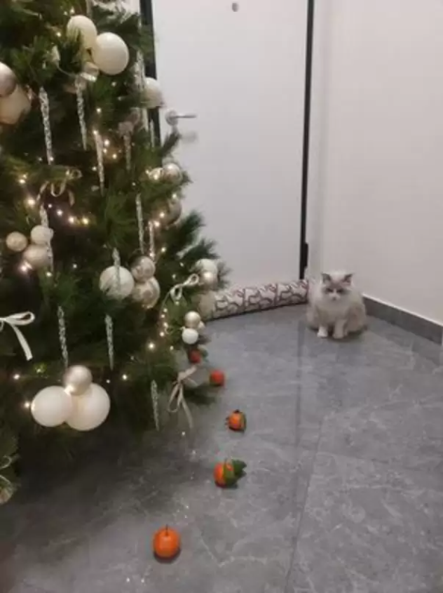 Cat’s One Fear Becomes the Ultimate Weapon Against Christmas Tree Chaos
