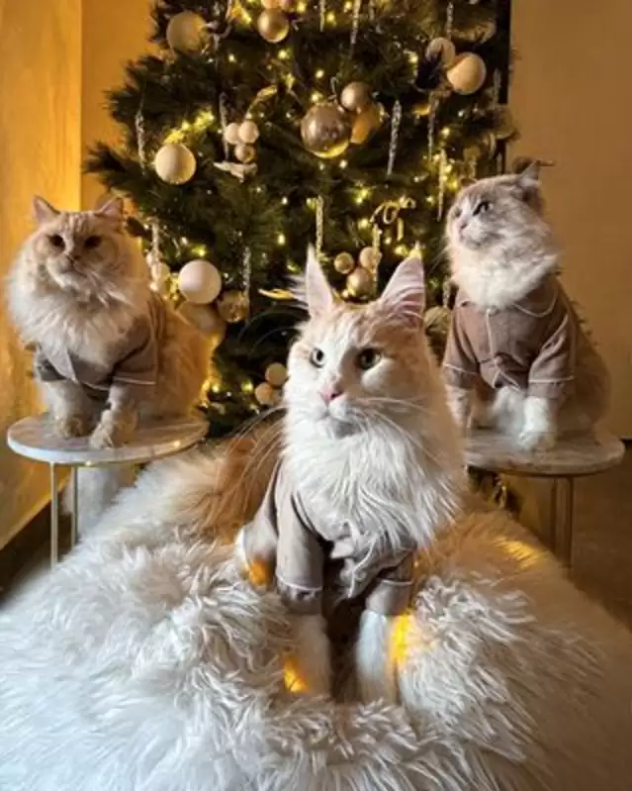 Cat’s One Fear Becomes the Ultimate Weapon Against Christmas Tree Chaos
