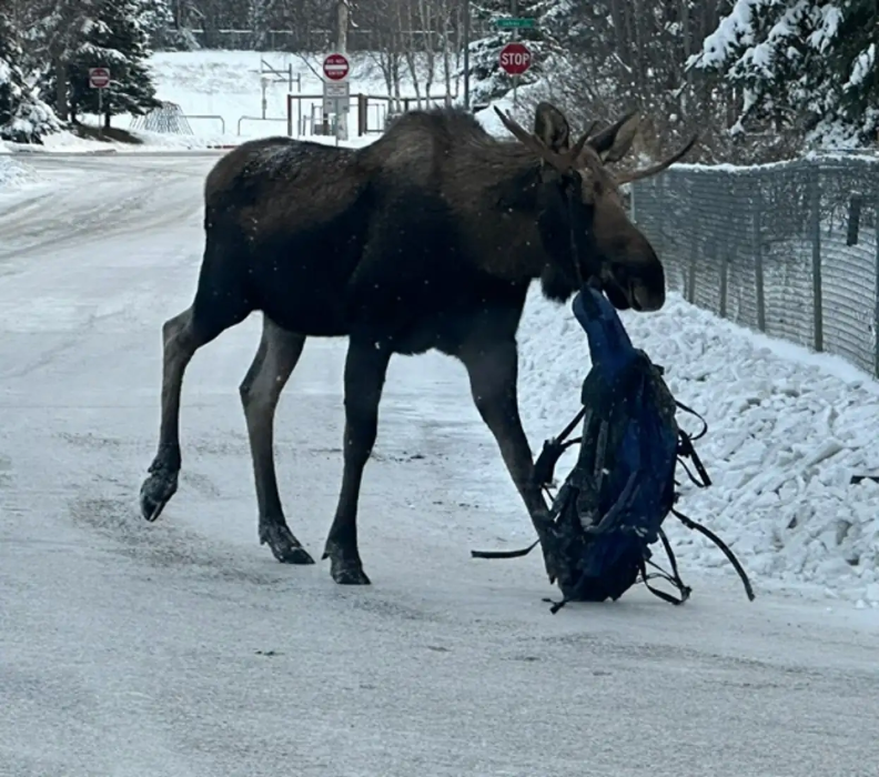 Anchorage Moose Roams City With Surprising Hitchhiker Tangled In His ...