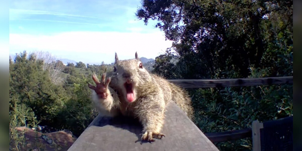 Camera Captures Groggy Squirrel’s First Stretch After Months of ...