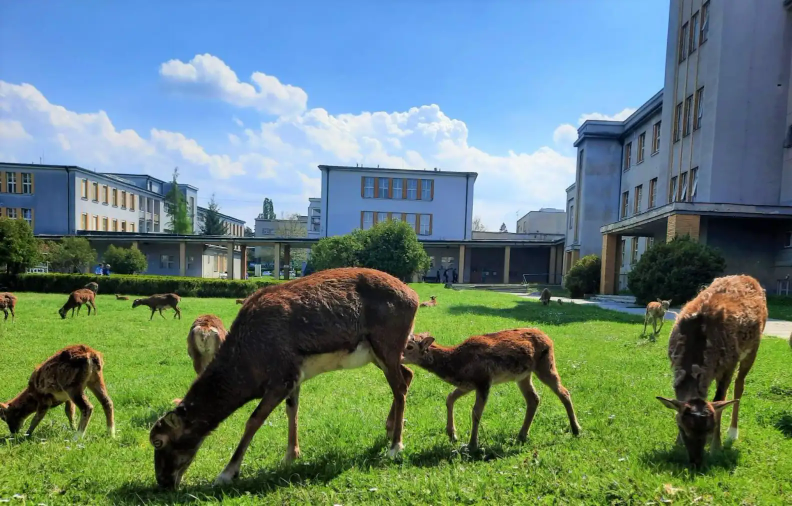 Hospital Visitor Looks Outside — And Spots An Unexpected Wildlife ...